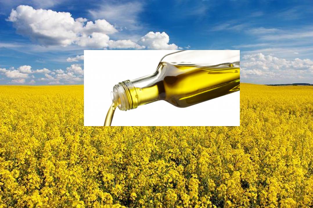 COLZA (huile) - MANGER MAL TUE